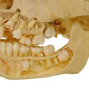 Human Child Skull - Van Leest Antiques
