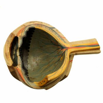 Half eye model, C 1900 - Van Leest Antiques