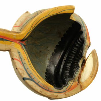 Half eye model, C 1900 - Van Leest Antiques