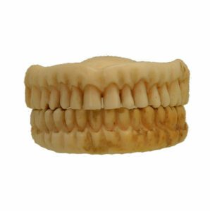Miniature Ivory denture - Van Leest Antiques