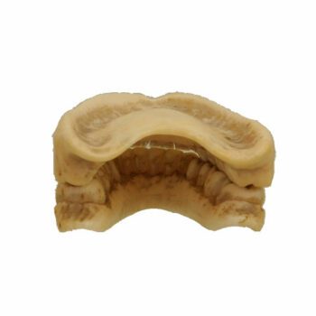 Miniature Ivory denture - Van Leest Antiques