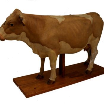 Anatomical Cow model by Somso. Anatomical Cow model by Somso.
