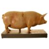 Early Anatomical Pig model, 1890.Early Anatomical Pig model