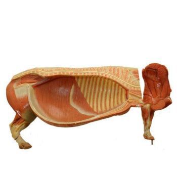 Anatomical pig model - Van Leest Antiques