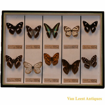 Victorian scientific display of Butterflies.