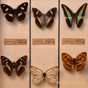 Victorian scientific display of Butterflies.
