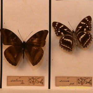 Victorian scientific display of Butterflies.