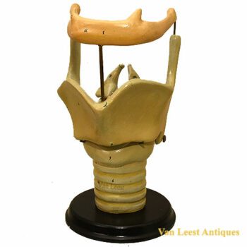 Anatomical Functional Vocal cords model, 1930 Functional Vocal