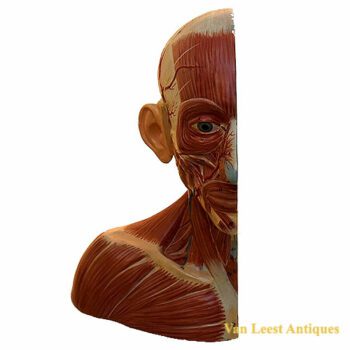 Anatomical Half head model Anatomical Half head model