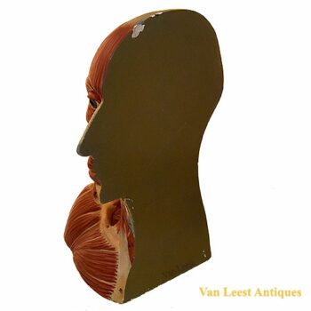 Anatomical Half head model Anatomical Half head model