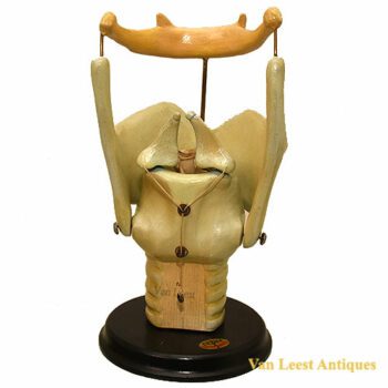 Anatomical Functional Vocal cords model, 1930 Functional Vocal
