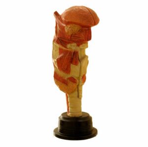 Anatomical Pharynx-Larynx model.somso