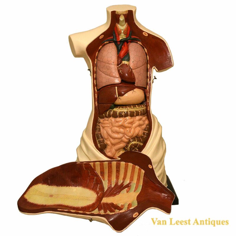 Eppler Anatomical Wax Model child arm - Van Leest Antiques