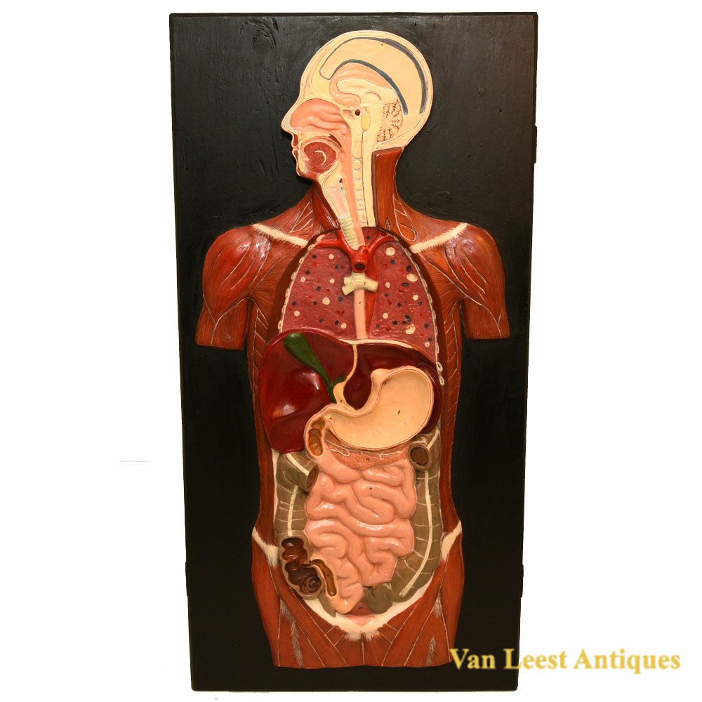 Anatomic models - Van Leest Antiques