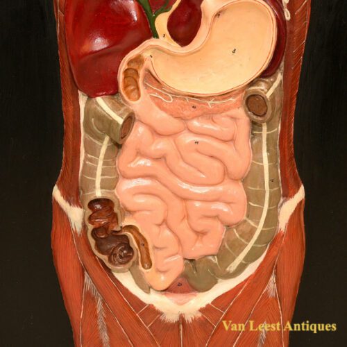 Anatomical Torso model, C 1900