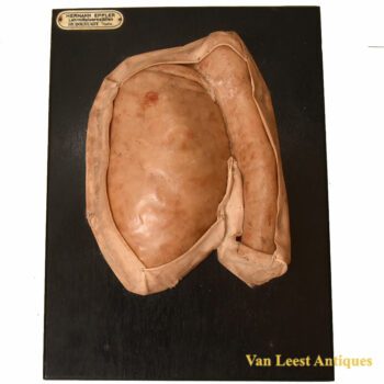 Anatomical eye model by Adam Rouilly, ca 1920 - Van Leest Antiques