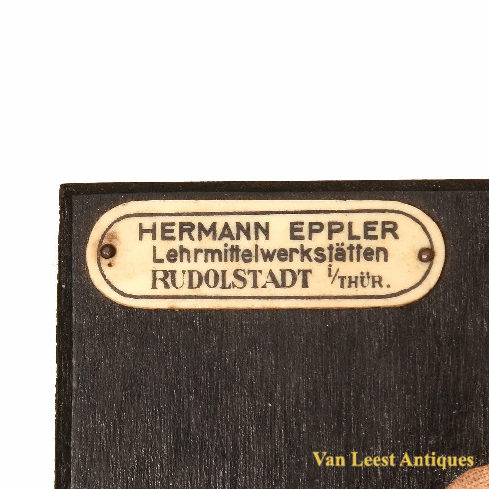 Eppler Anatomical Wax Model child arm - Van Leest Antiques