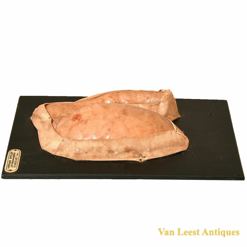 Eppler Anatomical Wax Model child arm - Van Leest Antiques