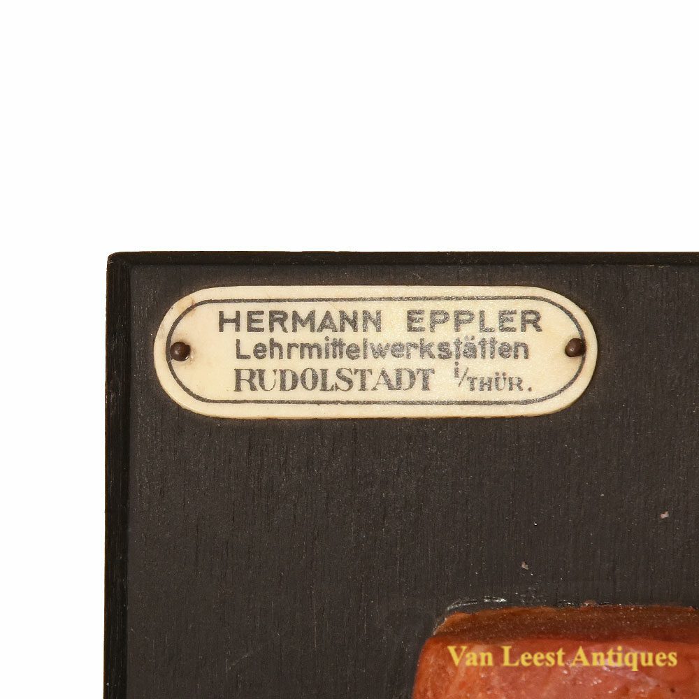 Eppler Anatomical Wax Model tongue - Van Leest Antiques