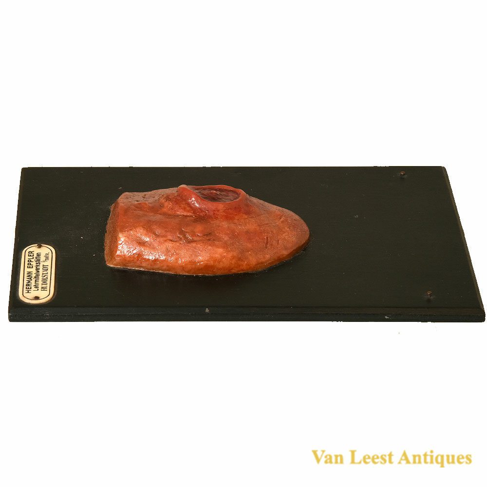 Eppler Anatomical Wax Model tongue - Van Leest Antiques