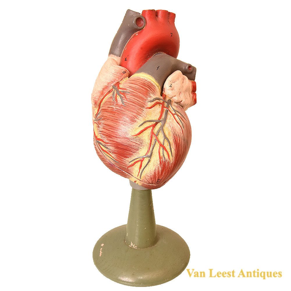 Somso heart model - Van Leest Antiques