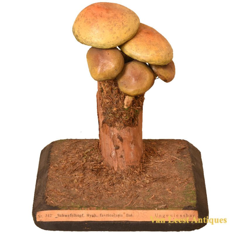 Sulphur tuft fungus model - Van Leest Antiques