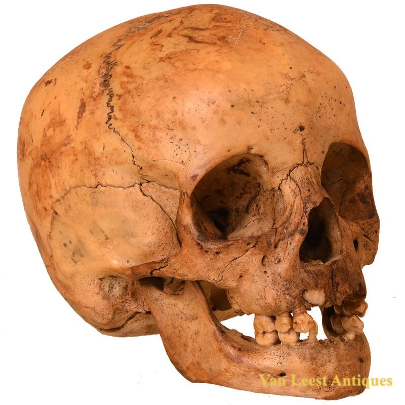 Graveyard Child's skull - Van Leest Antiques