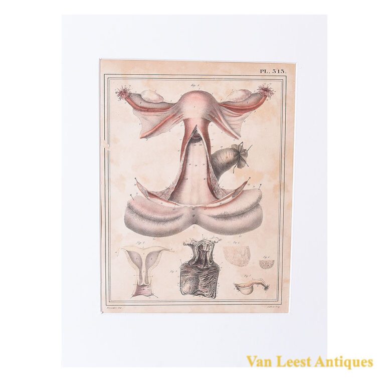 Jules Cloquet print female genital system 1825 - Van Leest Antiques